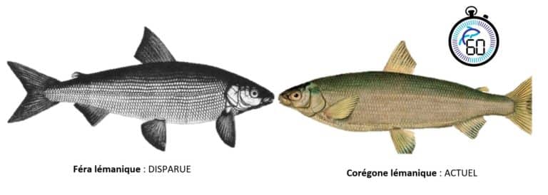N°17 : La Féra du Léman est-elle réellement Féra ? – Association pour ...
