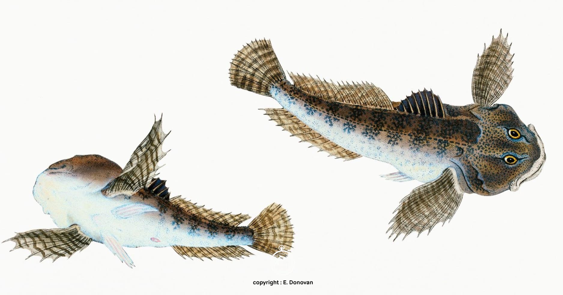 N°71 : Le Chabot – Association pour la Sauvegarde du Léman