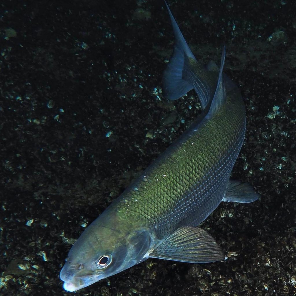 N°92: le Corégone élu poisson de l'année 2022 - Association pour la ...