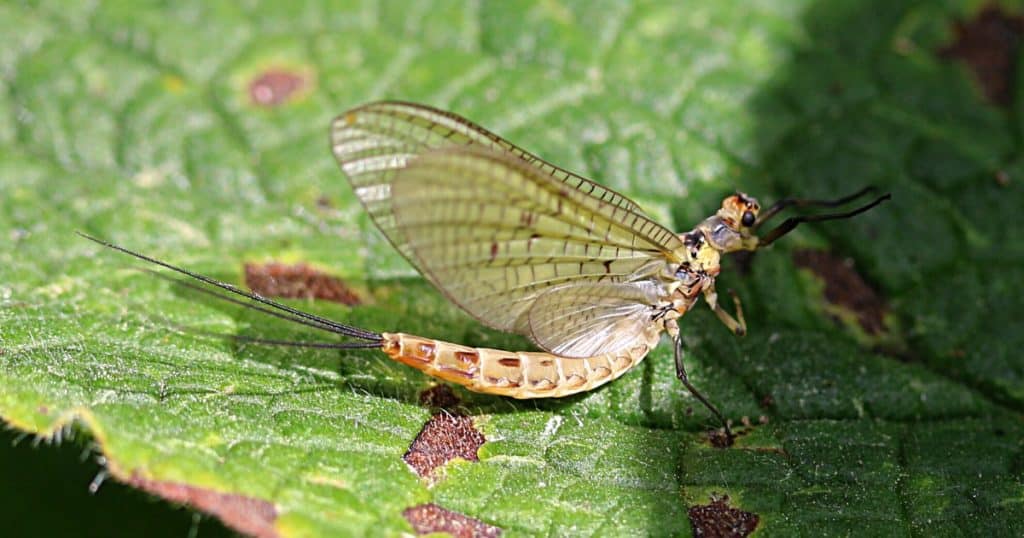 N°106 : Les Ephemeridae – de larve aquatique à insecte virevoltant ...