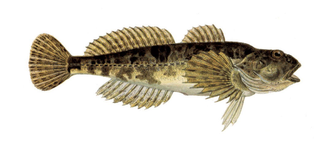 Poissons – Association pour la Sauvegarde du Léman