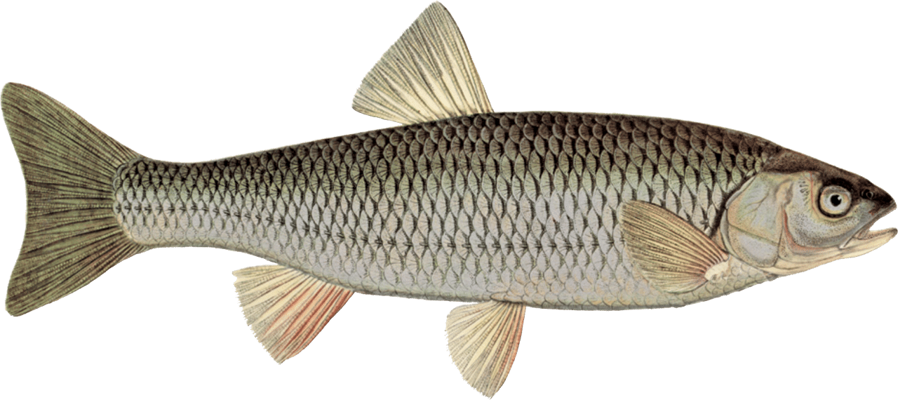 Poissons - Association pour la Sauvegarde du Léman