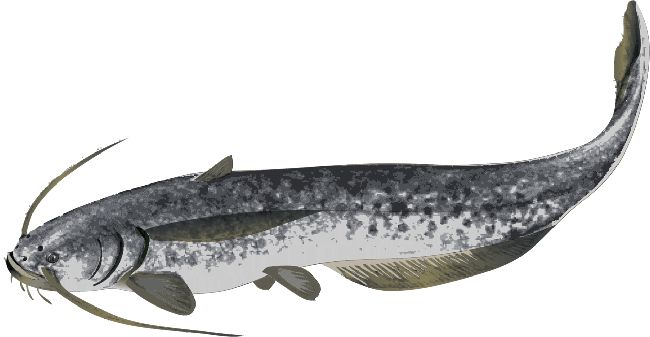 Poissons - Association pour la Sauvegarde du Léman