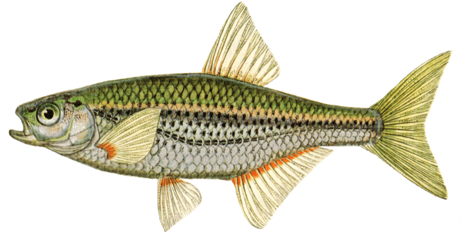 Poissons - Association pour la Sauvegarde du Léman