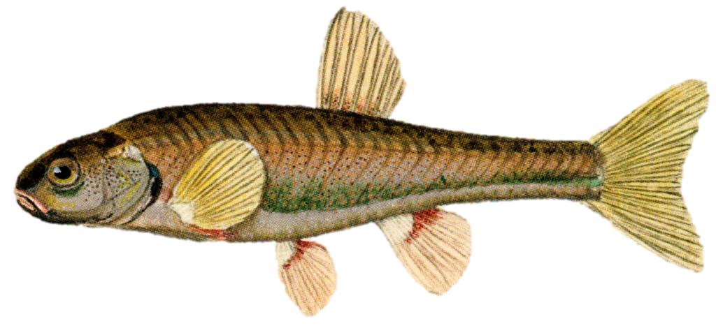 Poissons - Association pour la Sauvegarde du Léman