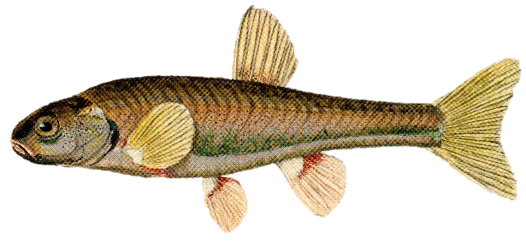 Poissons - Association pour la Sauvegarde du Léman