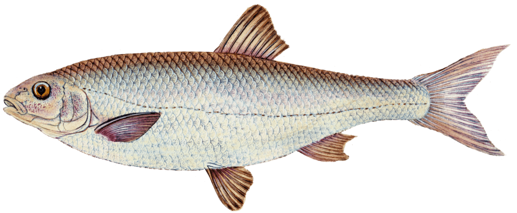 Poissons - Association pour la Sauvegarde du Léman